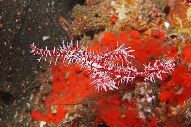 Scuba Diving at Tulamben USAT Liberty Wreck - The Itinerary: What to Expect from Dawn to Dusk