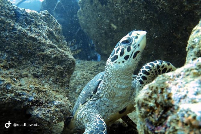 Scuba Diving at Unawatuna - Price and Value Analysis