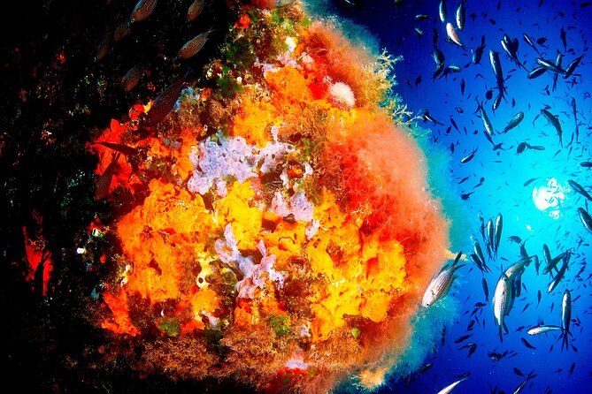 Scuba Diving Baptism and Snorkeling in Ibiza - Why This Tour Offers Real Value