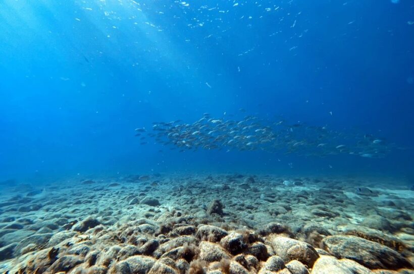 Scuba Diving Baptism in Caleta de Fuste - Who Should Consider This Tour?