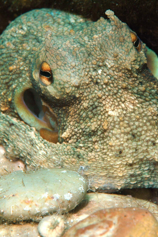 Scuba Diving Beginners/Experts Pefkos Lindos Rhodes Greece - What to Keep in Mind