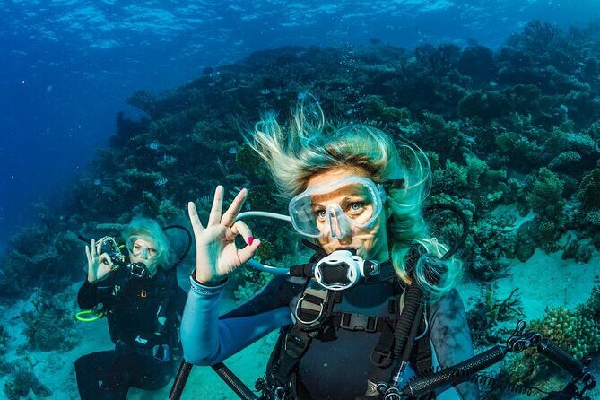 Scuba Diving Catalina Island from Punta Cana - What to Expect: A Closer Look at the Day