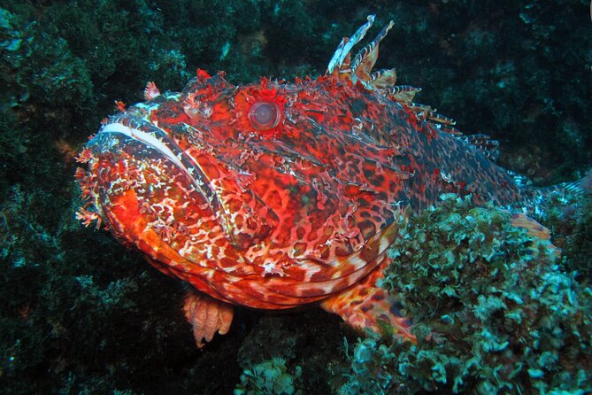 Scuba Diving - The Sum Up