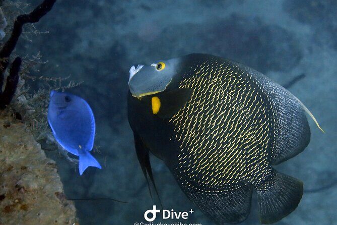 Scuba Diving Discovery in the Crystal Water DE Bayahibe - Final Thoughts