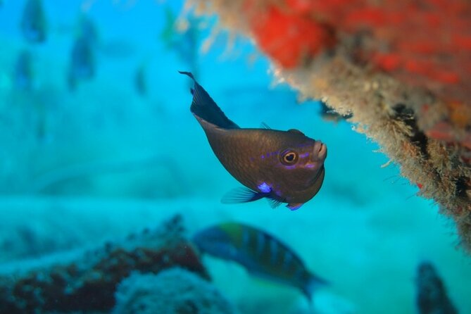 Scuba Diving Experience at Arguineguin and Puerto Rico - FAQ