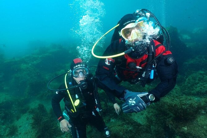 Scuba Diving Experience - Marine Flora and Fauna of the Gulf of Catania