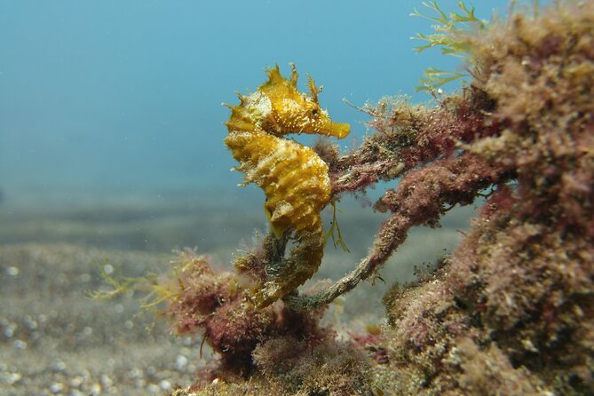 Scuba Diving Experience for Beginners in Gran Canaria - Practical Details and Considerations