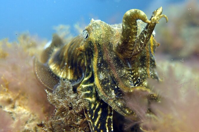Scuba Diving Experience for Beginners in Gran Canaria - The Cost and Value