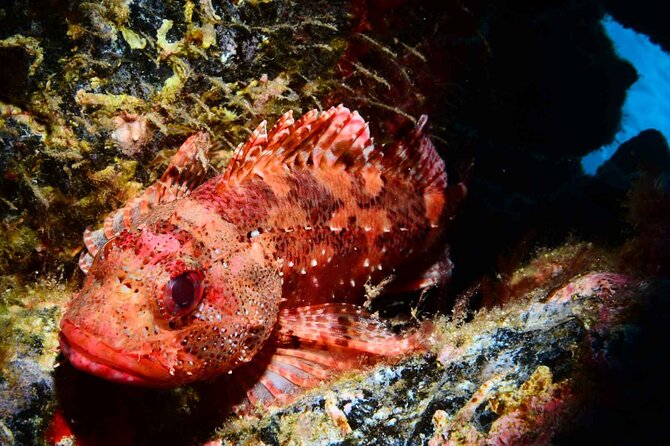 Scuba Diving Experience for Beginners in Ponta de São Lourenço - Key Points