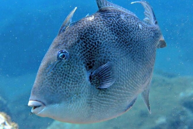 Scuba Diving Experience for Beginners in Ponta de São Lourenço - Who Should Book This Experience?