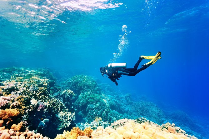 Scuba Diving Experience for Beginners W/Instructor Incl. Transfer - Key Points