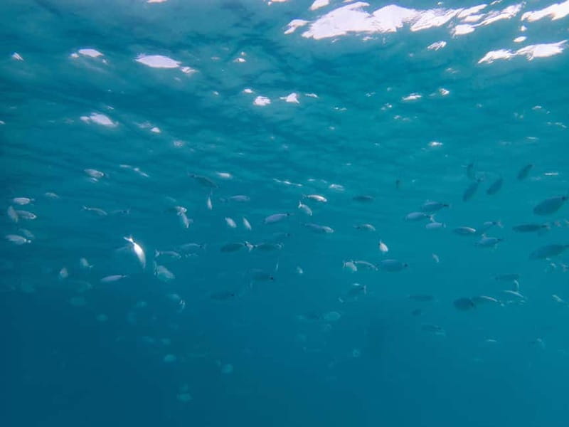 Scuba diving experience in La Maddalena : Baptism of the sea - An Honest Review of La Maddalena’s Baptism of the Sea Tour