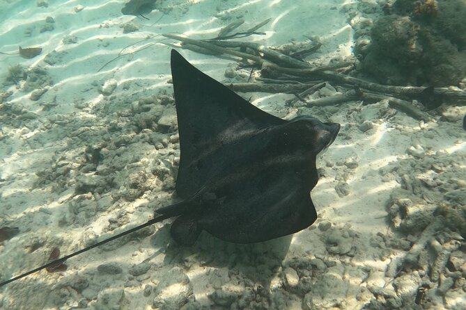 Scuba Diving Experience in Santorini - Exploring the Underwater Volcanic Reef