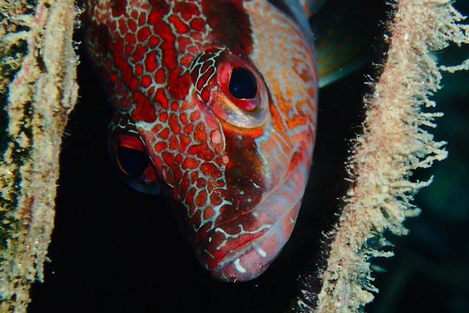 Scuba Diving Experience in Taormina - Dive Site Highlights