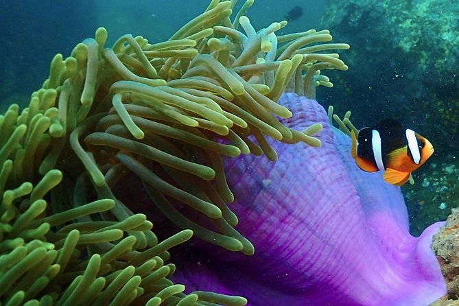 Scuba Diving For Beginners - Practical Considerations