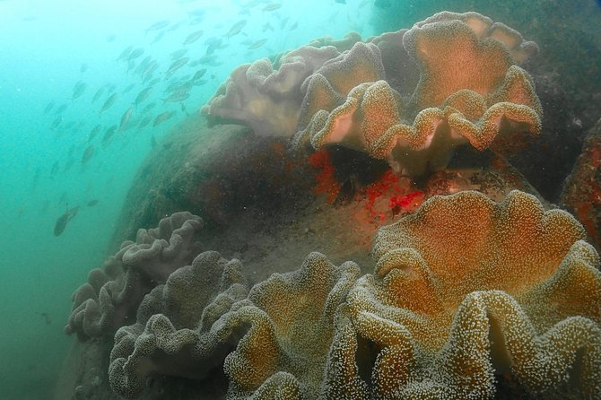 Scuba Diving For Beginners - FAQs