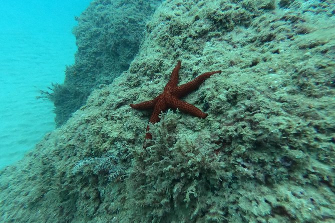 Scuba Diving For Beginners - Reviews and Testimonials: What Others Are Saying