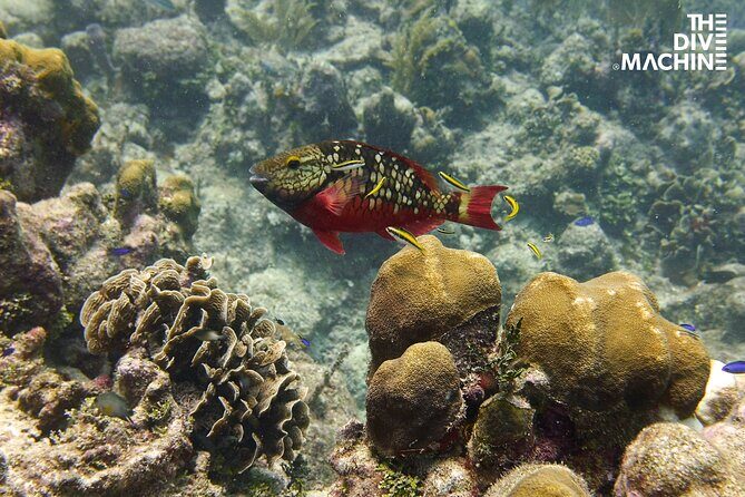 Scuba Diving for Beginners  Playa del Carmen or Tulum - Review Highlights from Travelers