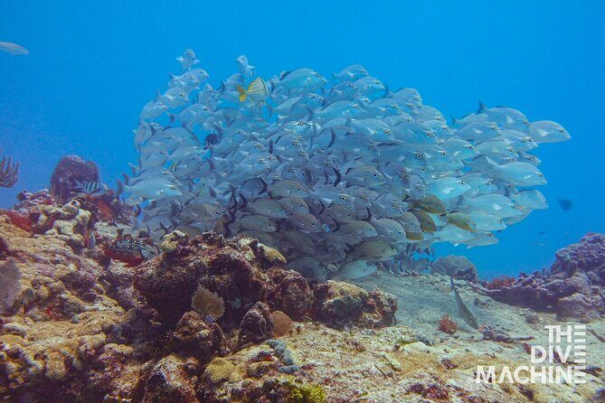 Scuba Diving for Beginners  Playa del Carmen or Tulum - Who Should Consider This Tour?