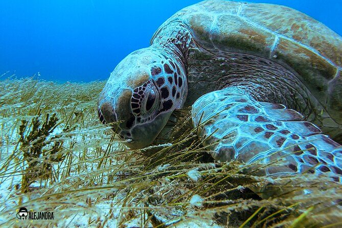 Scuba Diving for Beginners  Playa del Carmen or Tulum - The Sum Up: Who Will Love This Experience?