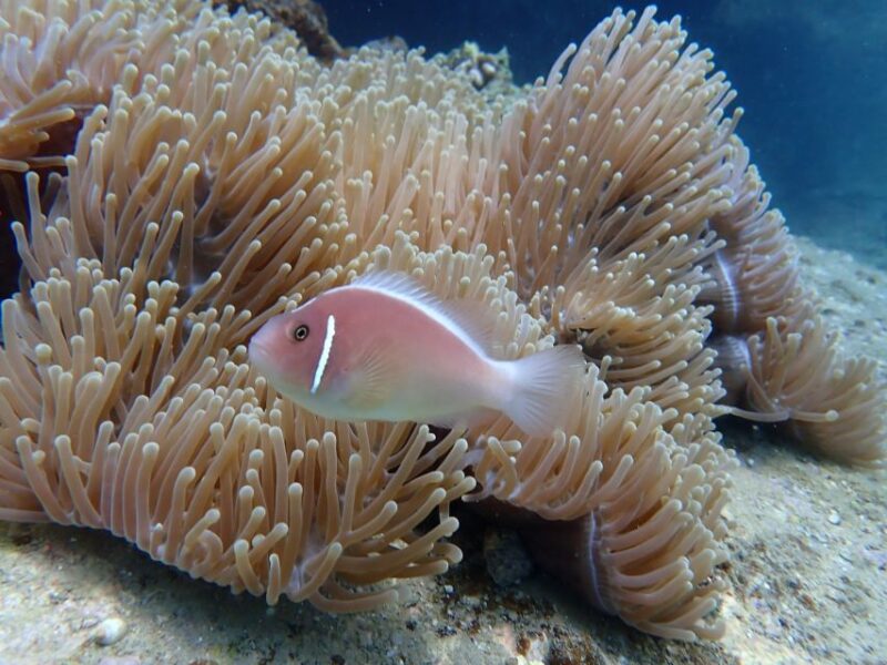 Scuba Diving for Beginners with Certified Diving Centre - Authenticity and Quality: What We Learned from Reviews