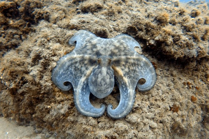 Scuba Diving for Certified Divers in Costa Adeje - Meeting Point and Pickup Location