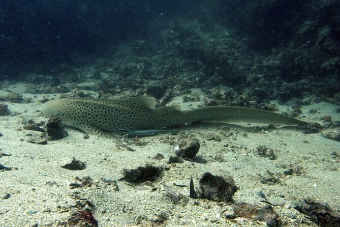 Scuba Diving from Koh Yao Yai - Why This Tour Stands Out