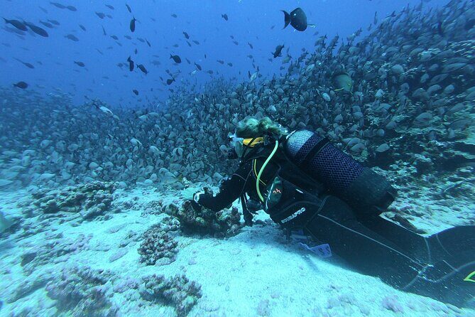 Scuba Diving from Negombo - Practical Details and Value
