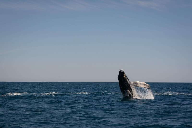 Scuba diving in a National Marine Park of Cabo Pulmo - Key Points