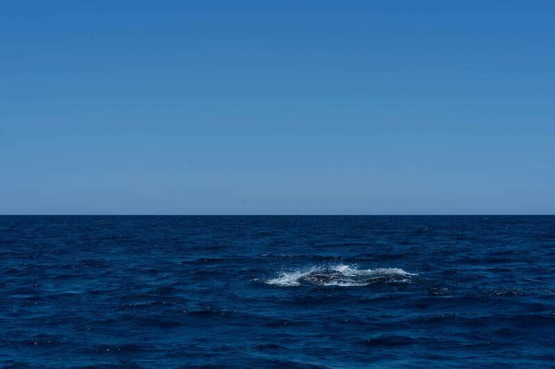 Scuba diving in a National Marine Park of Cabo Pulmo - Final Thoughts