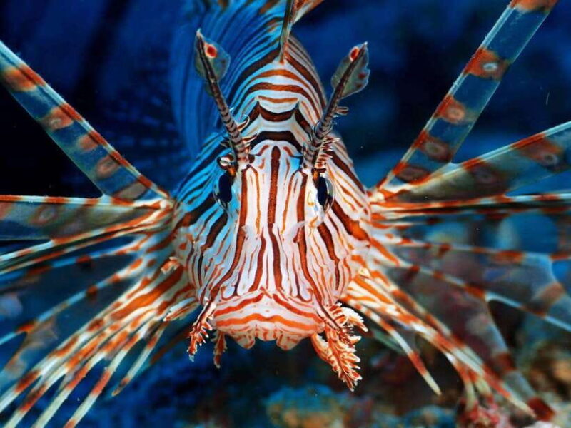 Scuba Diving in Boracay: SSI Basic Diver for Beginners - The Equipment and Learning Materials