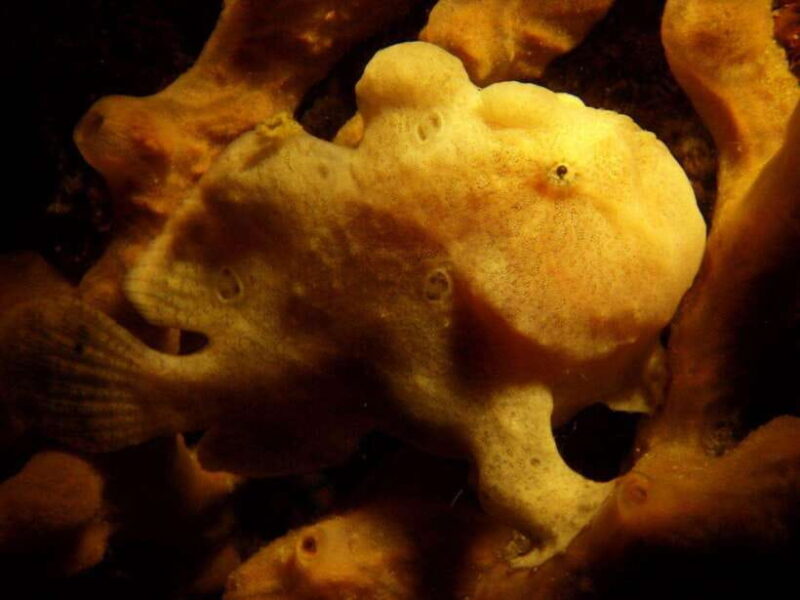 Scuba Diving in Boracay: SSI Basic Diver for Beginners - The Experience and What Travelers Say