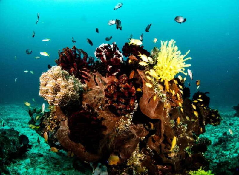 Scuba Diving in Boracay: SSI Open Water Certification - Key Points