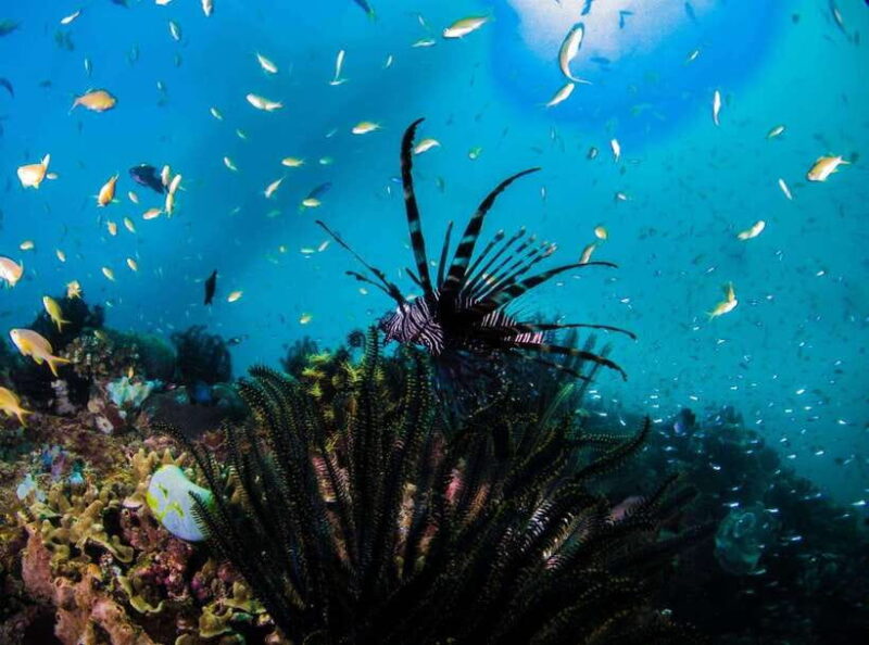 Scuba Diving in Boracay: SSI Open Water Certification - The Sum Up