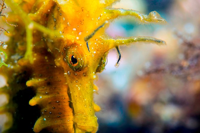 Scuba Diving in Calabria, Italy - Customizing Your Scuba Adventure