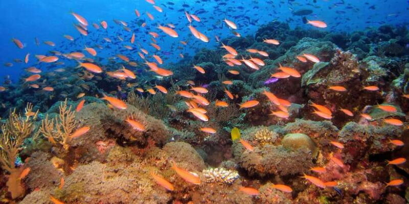 Scuba Diving in Colombo - The Experience Provider: Z R I Adventures