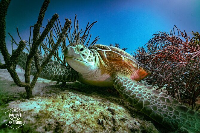 Scuba Diving in Cozumel Island - Scuba Diving in Cozumel Island: A Full-Day Underwater Adventure