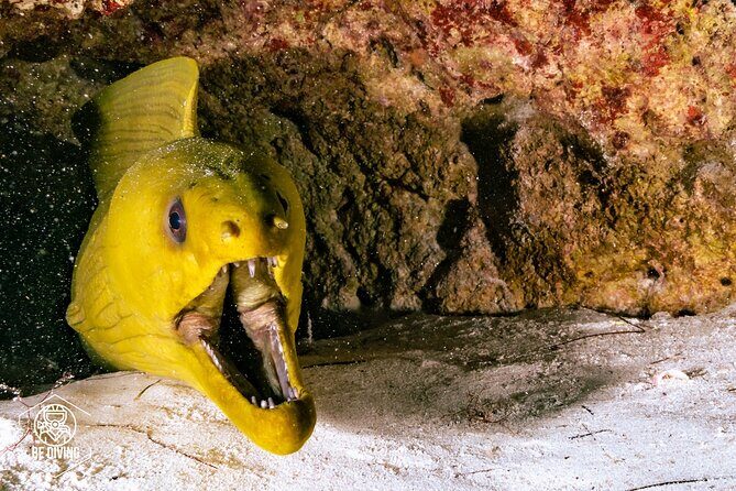 Scuba Diving in Cozumel Island - Frequently Asked Questions
