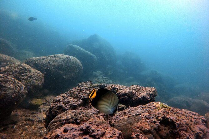 Scuba Diving in Kalpitiya - An In-Depth Look at the Kalpitiya Scuba Tour