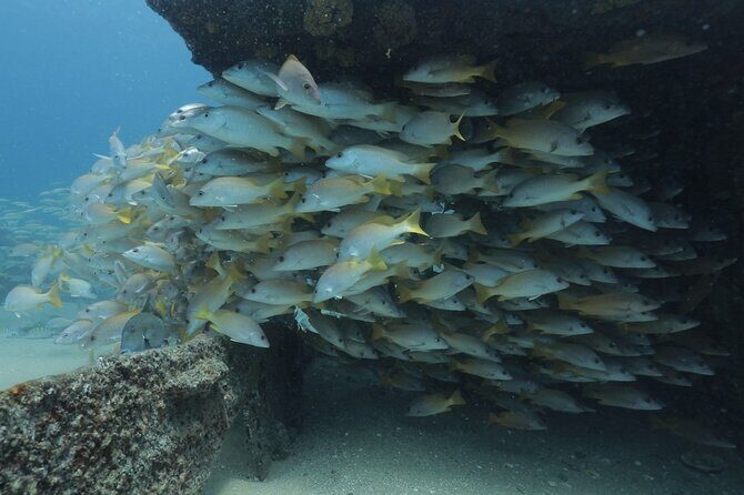 Scuba Diving in La Paz Private Tour - What to Expect During Your Dive