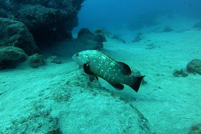 Scuba Diving in Lanzarote (For Certified Divers Only) - Inclusions and Requirements