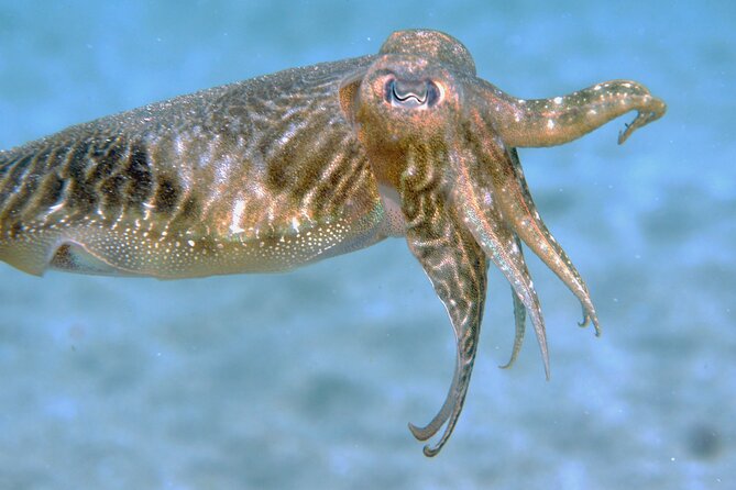 Scuba Diving in Lanzarote (For Certified Divers Only) - Meeting Point and Start Time