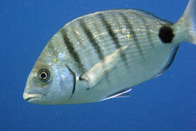 Scuba Diving in Lanzarote (For Certified Divers Only) - Gratuities and Payment Options