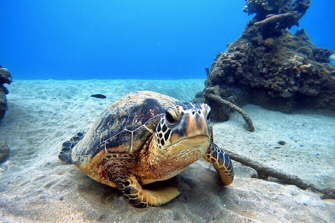 Scuba Diving in Maui with No Experience Needed - Authentic Perspectives from Participants