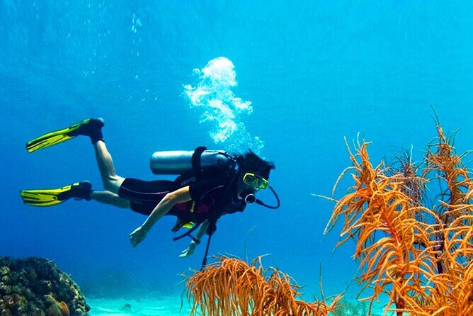 Scuba Diving in Mount Lavinia - Is This Tour Worth It?