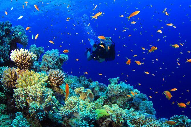 Scuba Diving in Mount Lavinia - The Sum Up