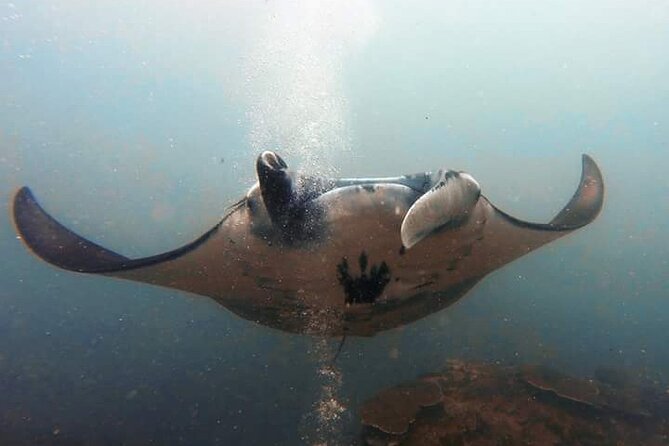 Scuba Diving in Nusa Penida Island and Manta Point - The Value of This Experience