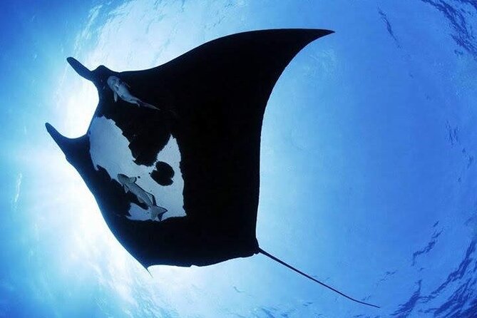 Scuba Diving in Nusa Penida Island and Manta Point - FAQ: Your Practical Questions Answered