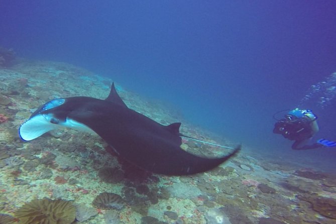 Scuba Diving in Nusa Penida - Manta Point - Whats Included and What to Consider?