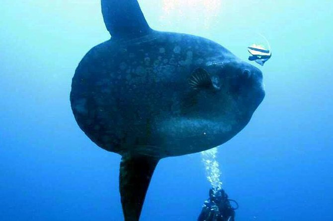 Scuba Diving in Nusa Penida - Manta Point - Pros and Cons Based on Real Experiences